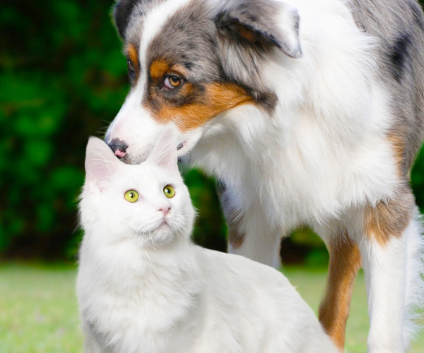 GetmeHOME.ca: My pet / Mon animal